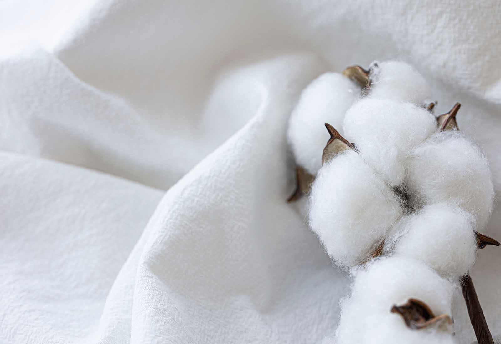 Todo sobre el Algodón: El Rey de los Tejidos Naturales | Fernando de Cárcer